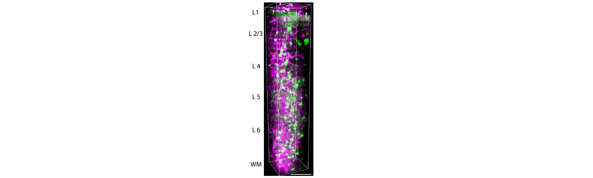 Development of a custom-made three-photon microscope to perform ...