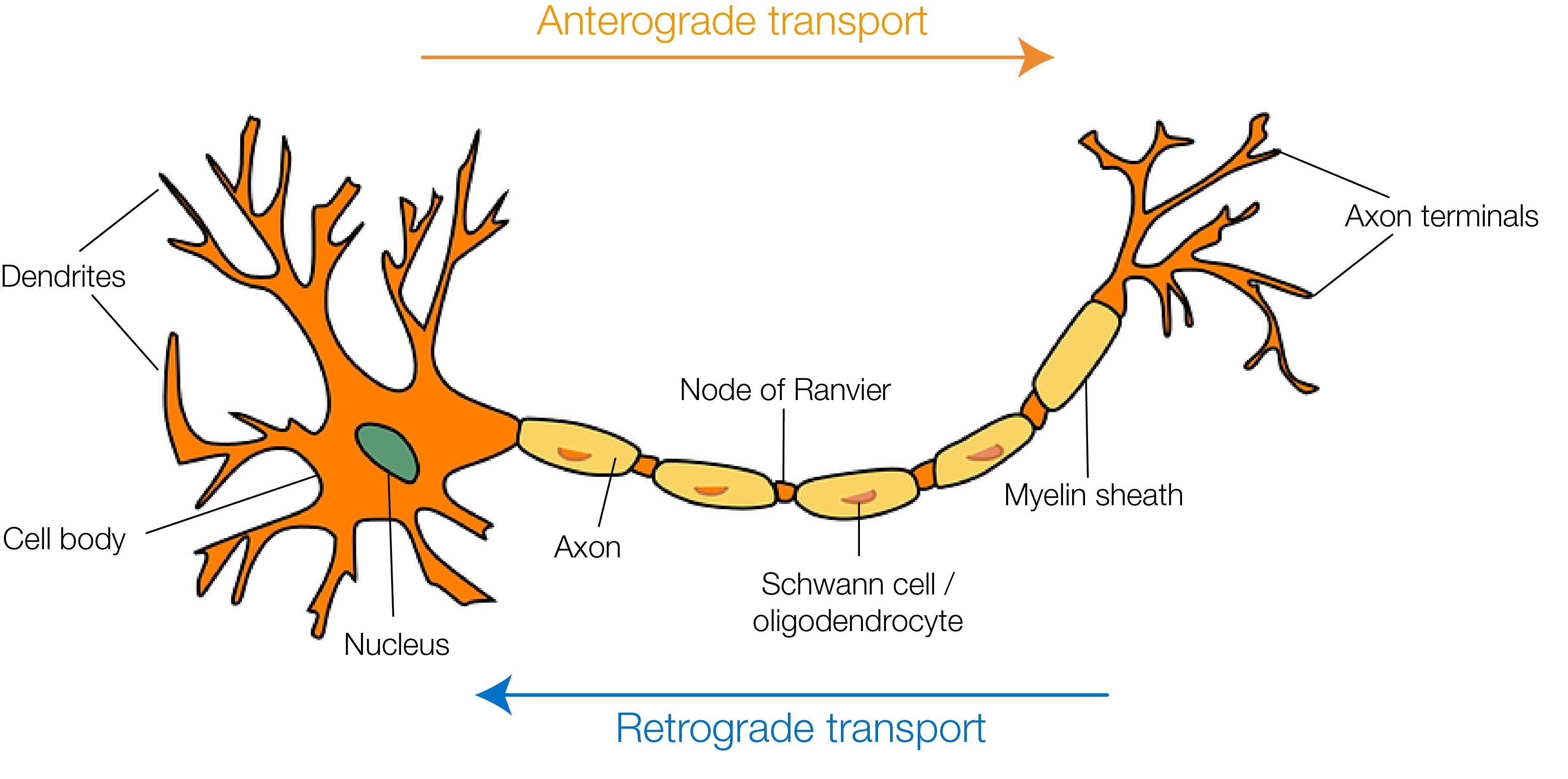 Retrograde And Anterograde Transport Retrograde And Anterograde Transport