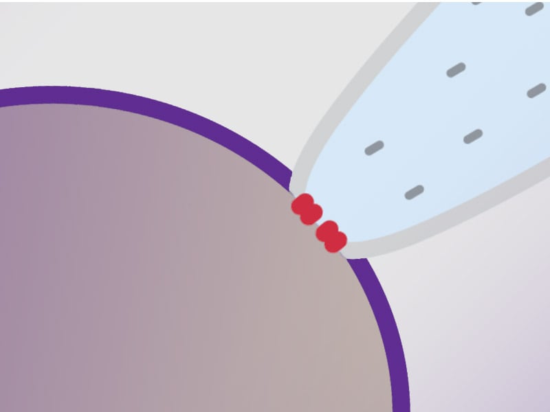 Neurowire blog: Perforated patch clamp: from pores to currents and the ...