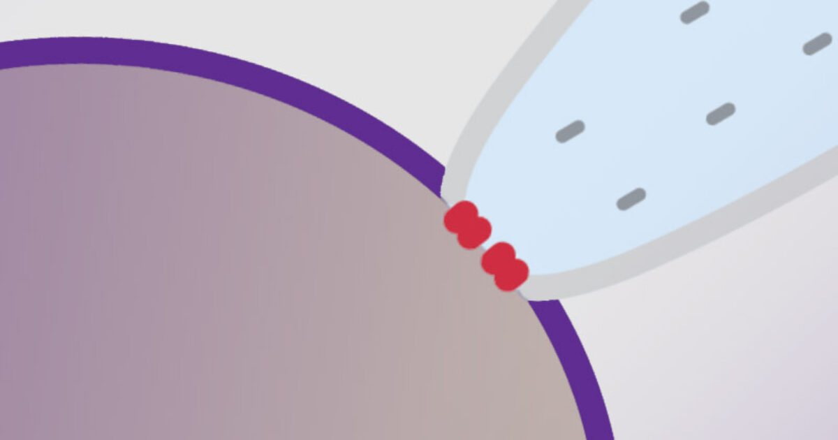 Neurowire blog: Perforated patch clamp: from pores to… | Scientifica