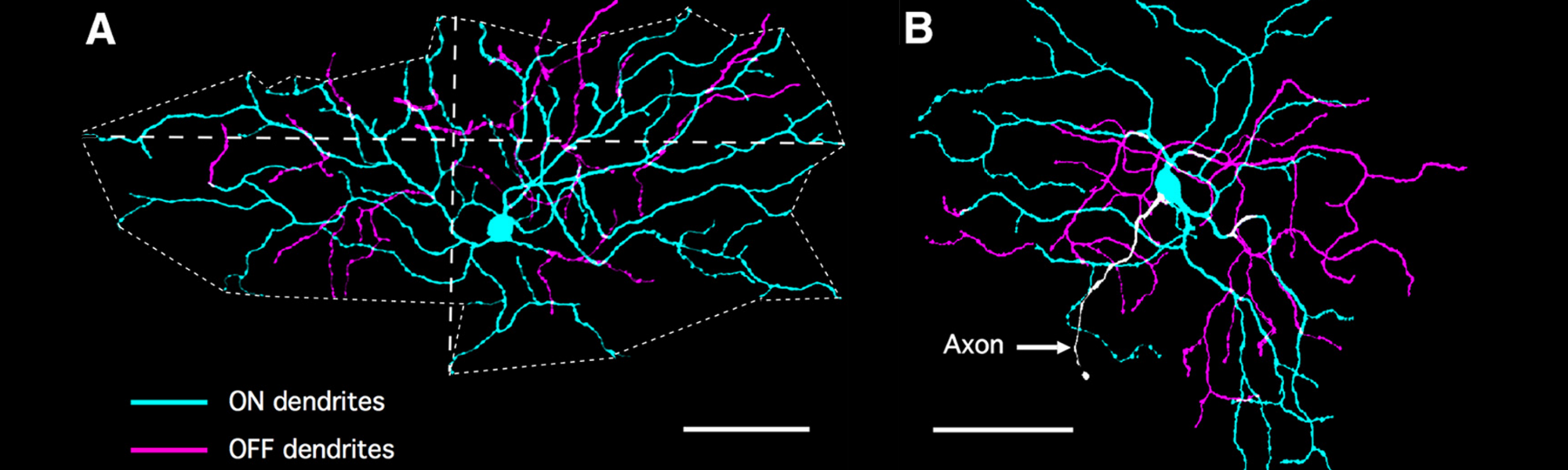 How does the mouse retina help to assess an object’s orientation?