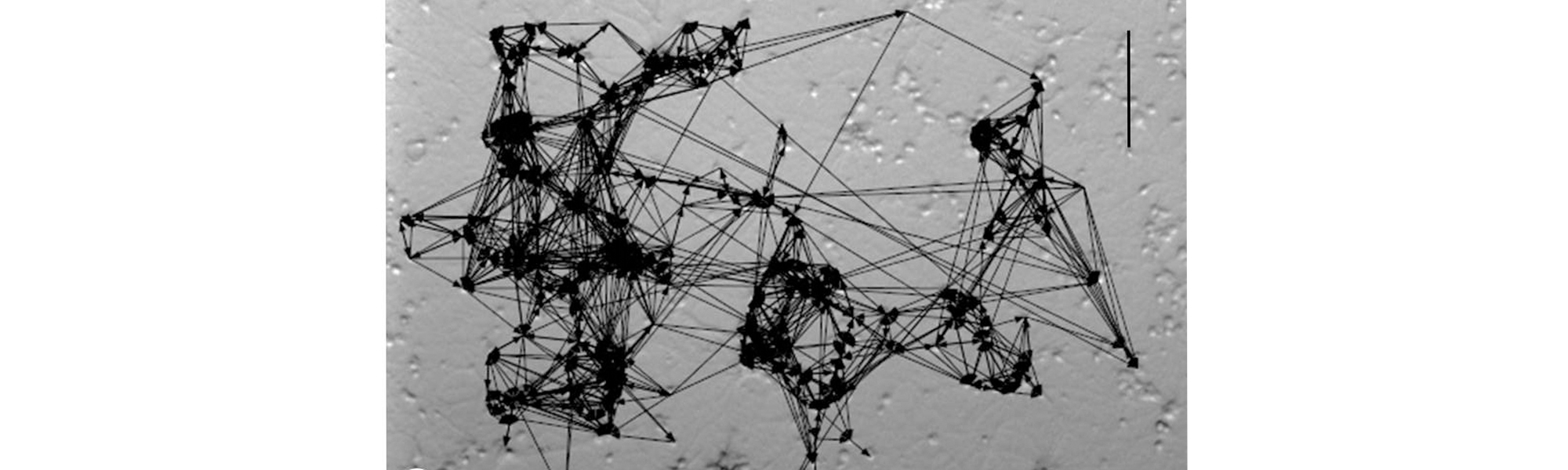 Using a SliceScope to combine calcium imaging and laser scanning ...