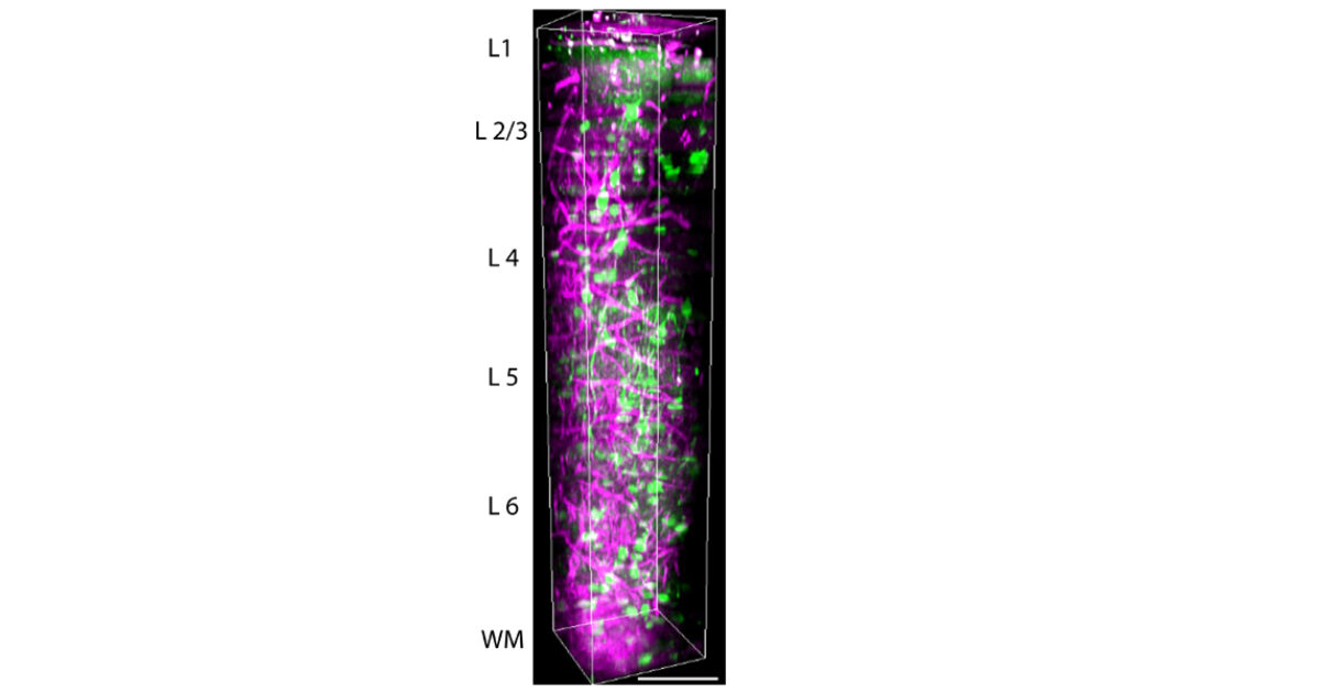 Development of a custom-made three-photon microscope to… | Scientifica